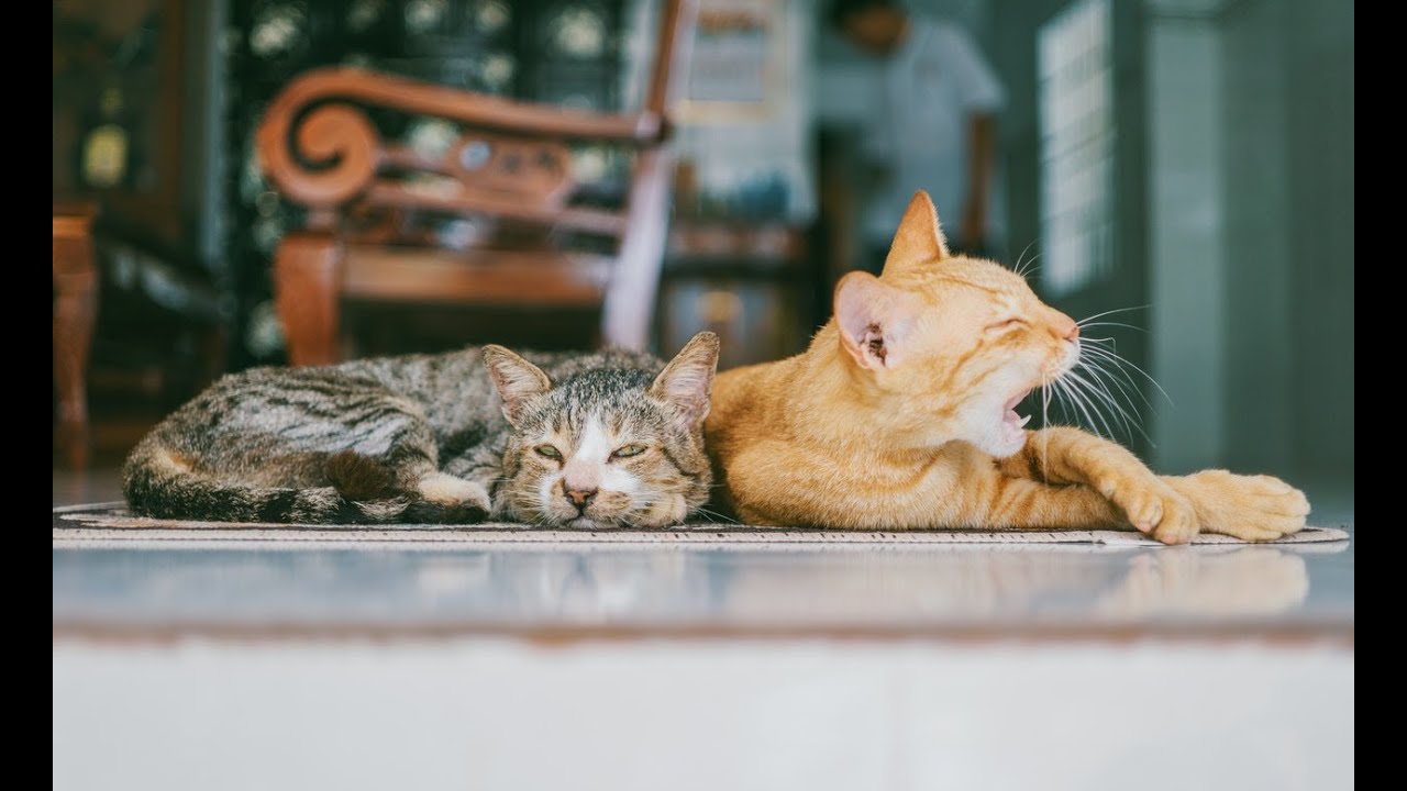 Cats doing funny things try not to laugh - YouTube