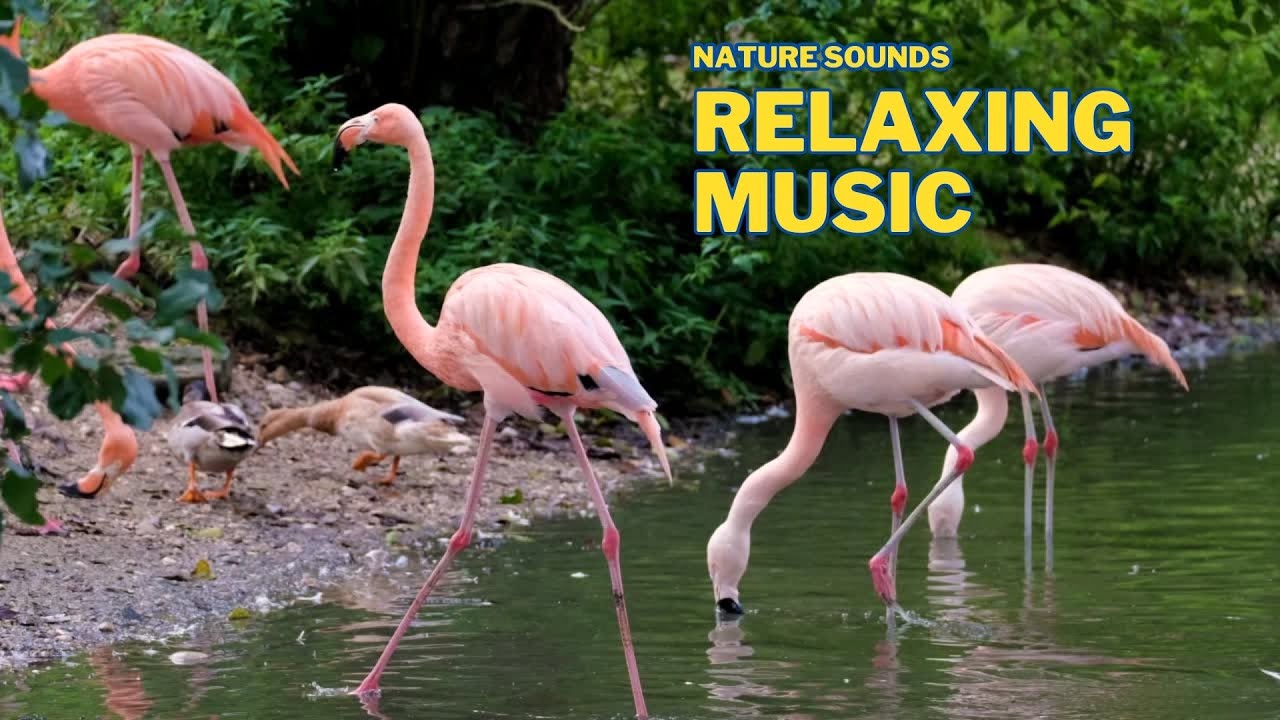 Relaxing Soft Piano music with Nature Sounds for Meditation, Sleep ...