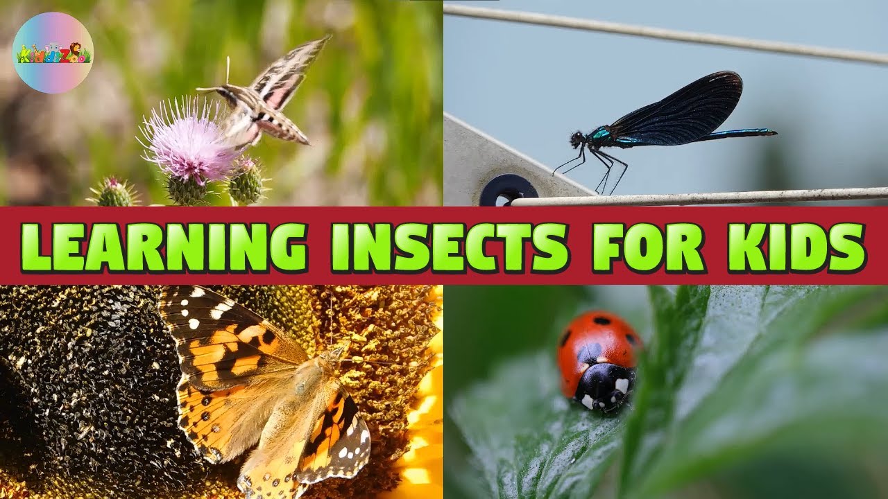 Learning Insect Names to Enhance Vocabulary for Kids, Preschool and ...