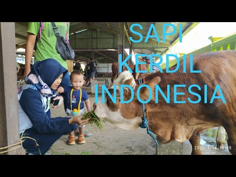 Viral sapi kerdil dari kendal ikut memeriyahkan kontes sapi appsi - YouTube