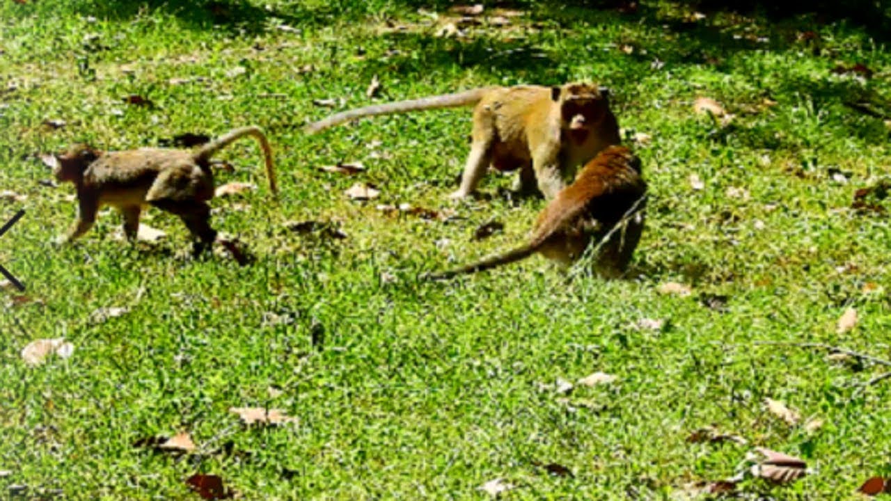 King Kong fighting Ah Juey seriously , Monkey argue adult monkey, What ...