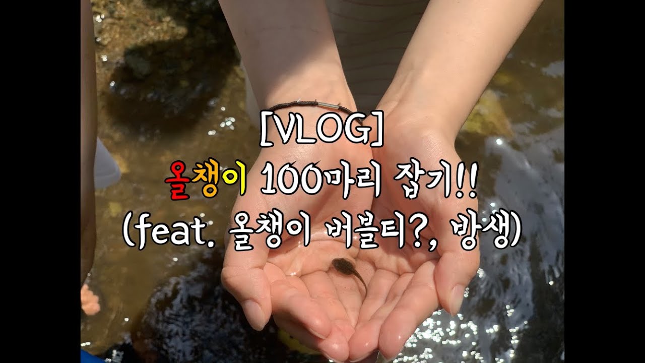[VLOG ep1] 올챙이 100마리 잡기 도전(feat. 올챙이 버블티?, 방생) / Catching 100 tadpoles ...