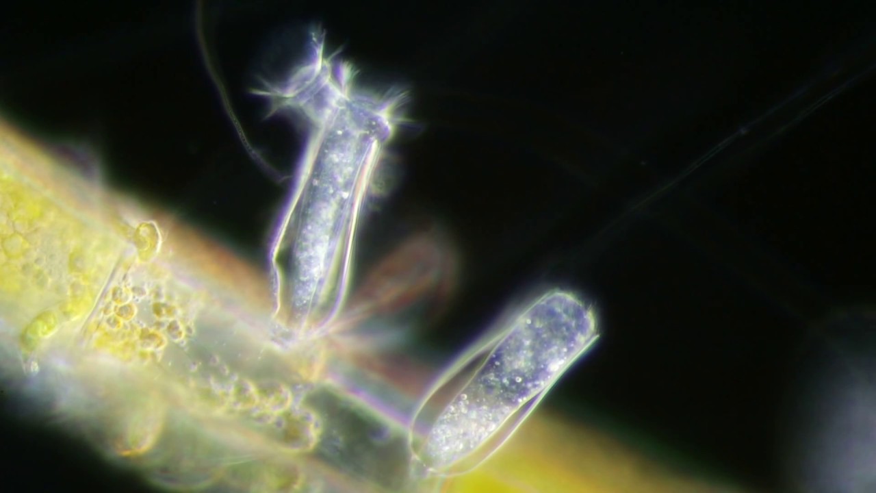 コスルニアの一種 Cothurnia sp.その3 - YouTube