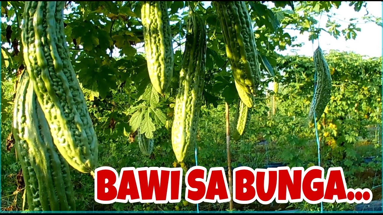 BAWI SA BUNGA..UNANG HALAW SA SILING TAIWAN... - YouTube