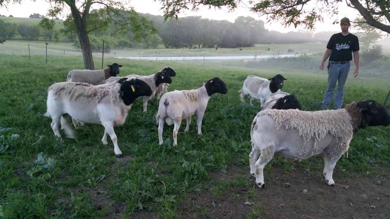 Group of Rams on May 2017 - YouTube