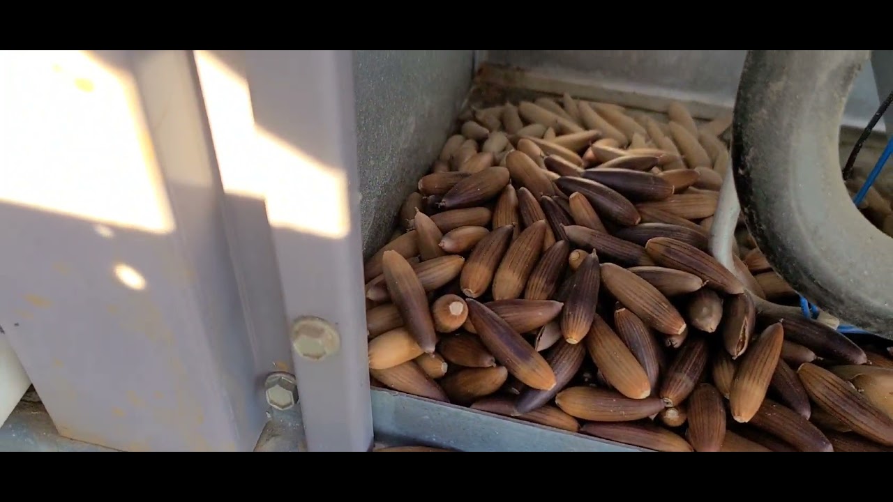 Acorns Galore, Wow look at the acorns in this package unit - YouTube