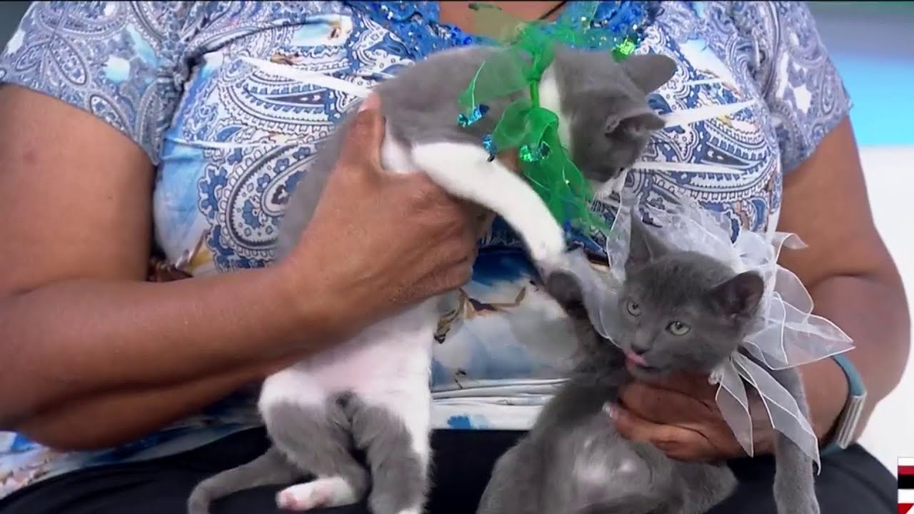 Pet of the Week: 9-week-old kittens up for adoption - YouTube