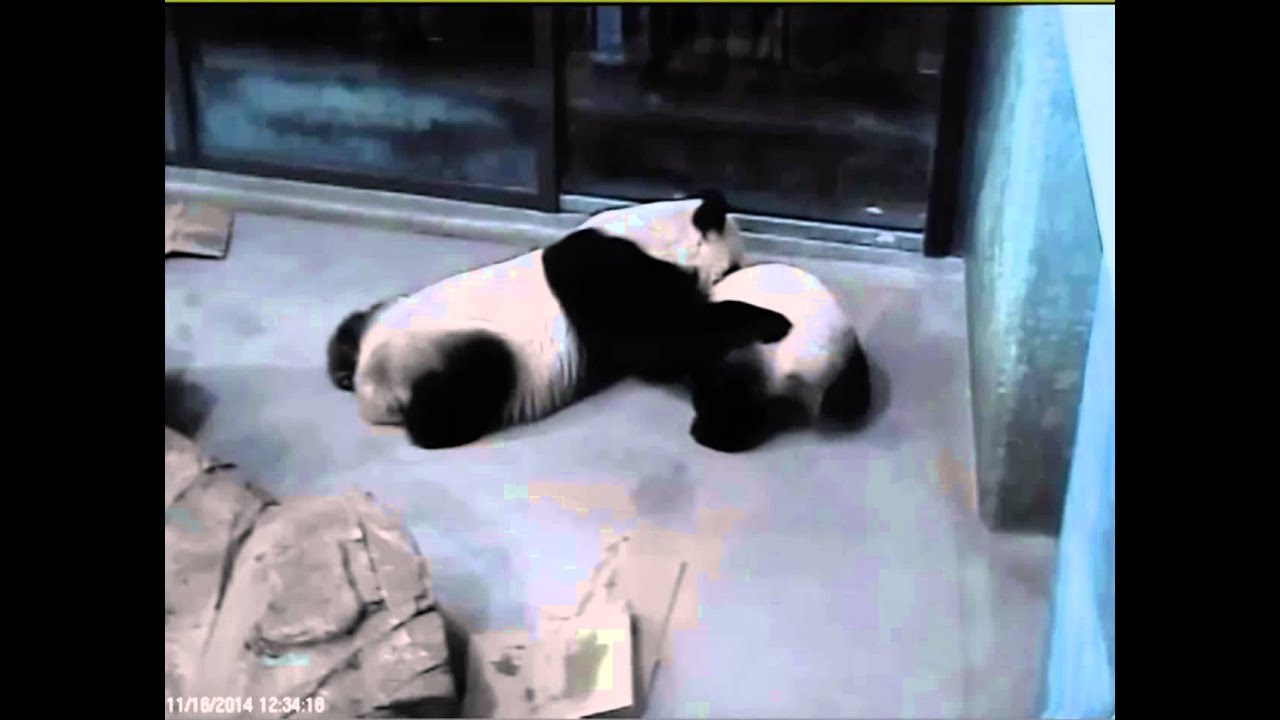 Bao Bao and Mei play. Nov 16, 2014 National Zoo - YouTube