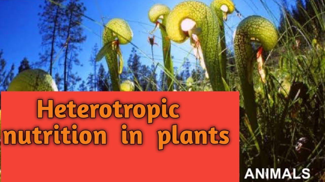 Science Class-7 Nutrition in plants (Heterotropic Nutrition in plants ...