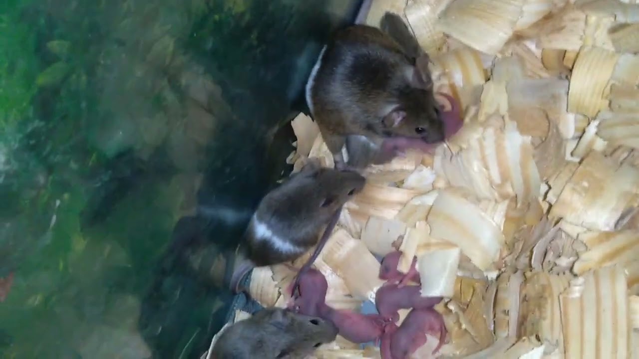 mice birth - YouTube