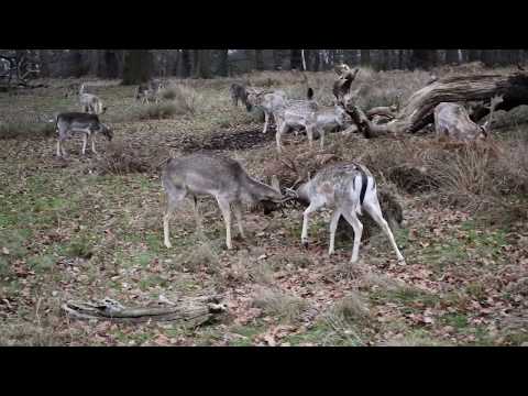 Richmond Park, Londra'da geyik dövüşü