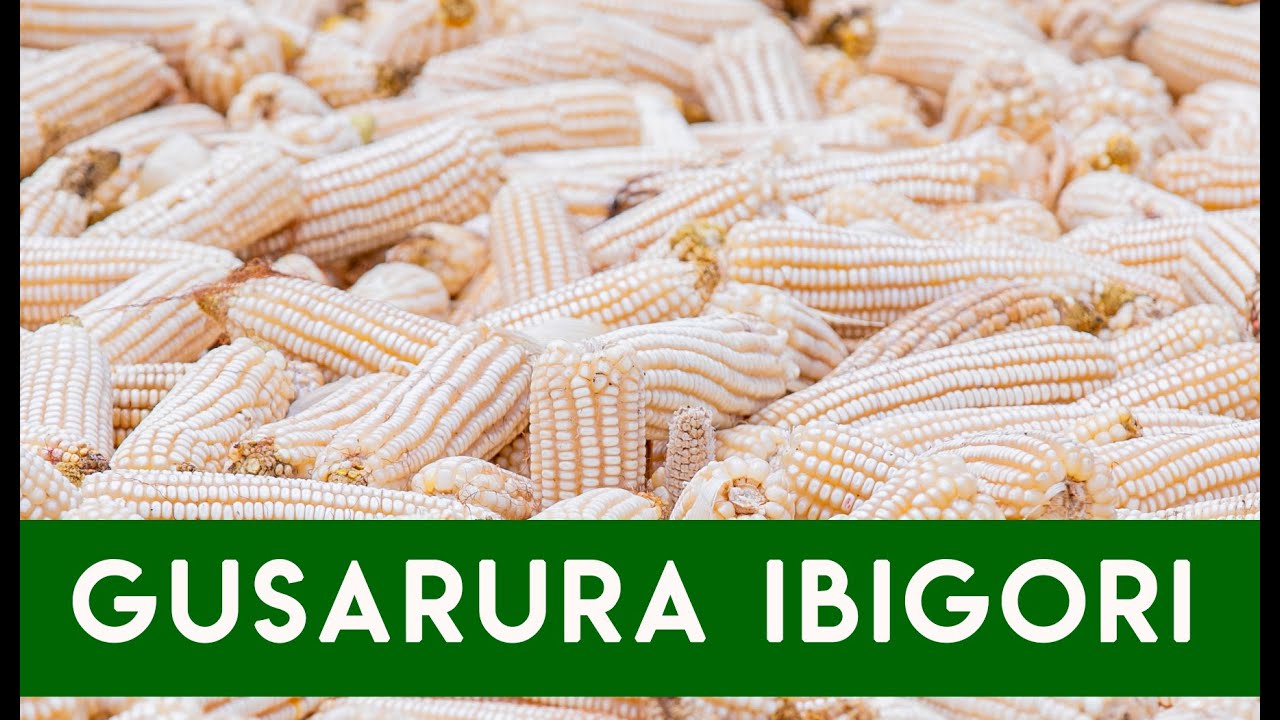 Gusarura neza ibigori bisaba kwitegura, dore uko bikorwa | Tera ...