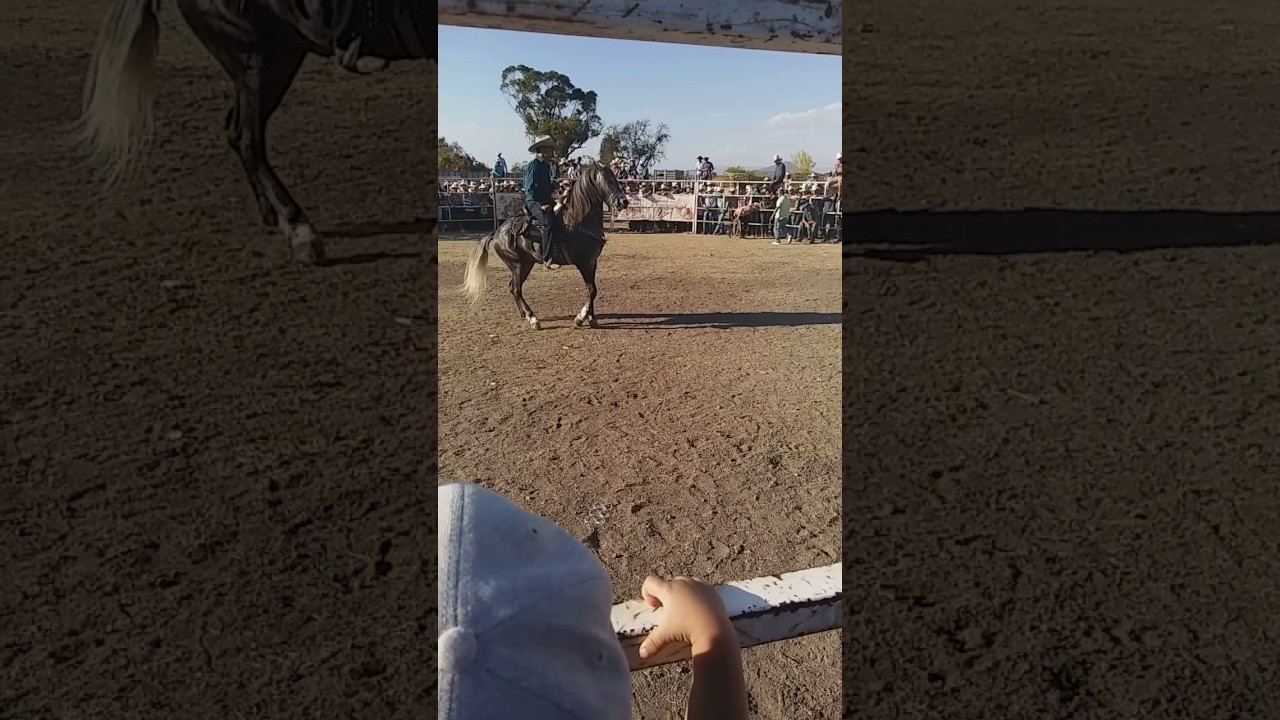 Un cabayo esta bailando - YouTube