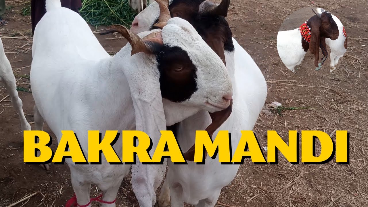 Bakra Mandi Hyderabad Sindh | Bakra Mandi ka rate 2023 - YouTube