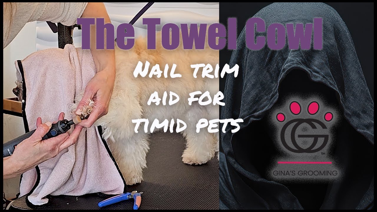 The Towel Cowl – Timid pet nail clipping tip with Thunder the Maltipoo! - YouTube
