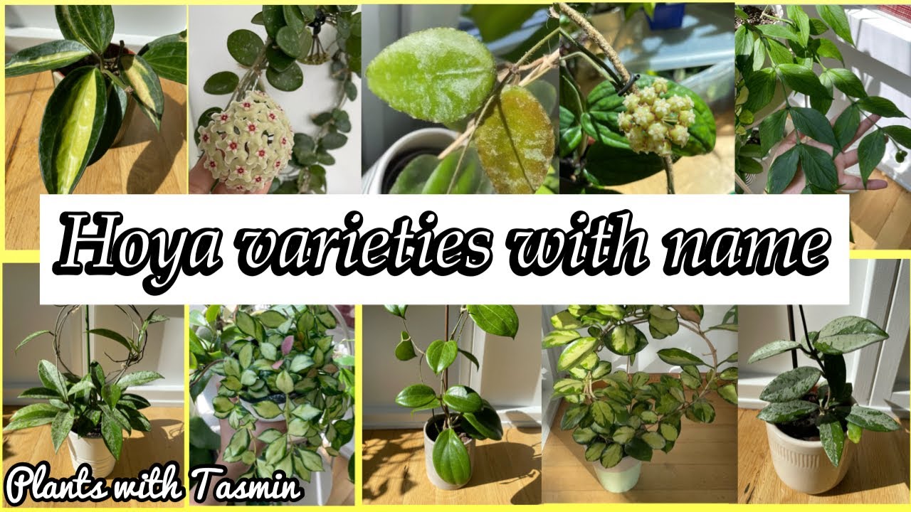 Hoya varieties in my collection (over 30 different types of Hoyas. - YouTube