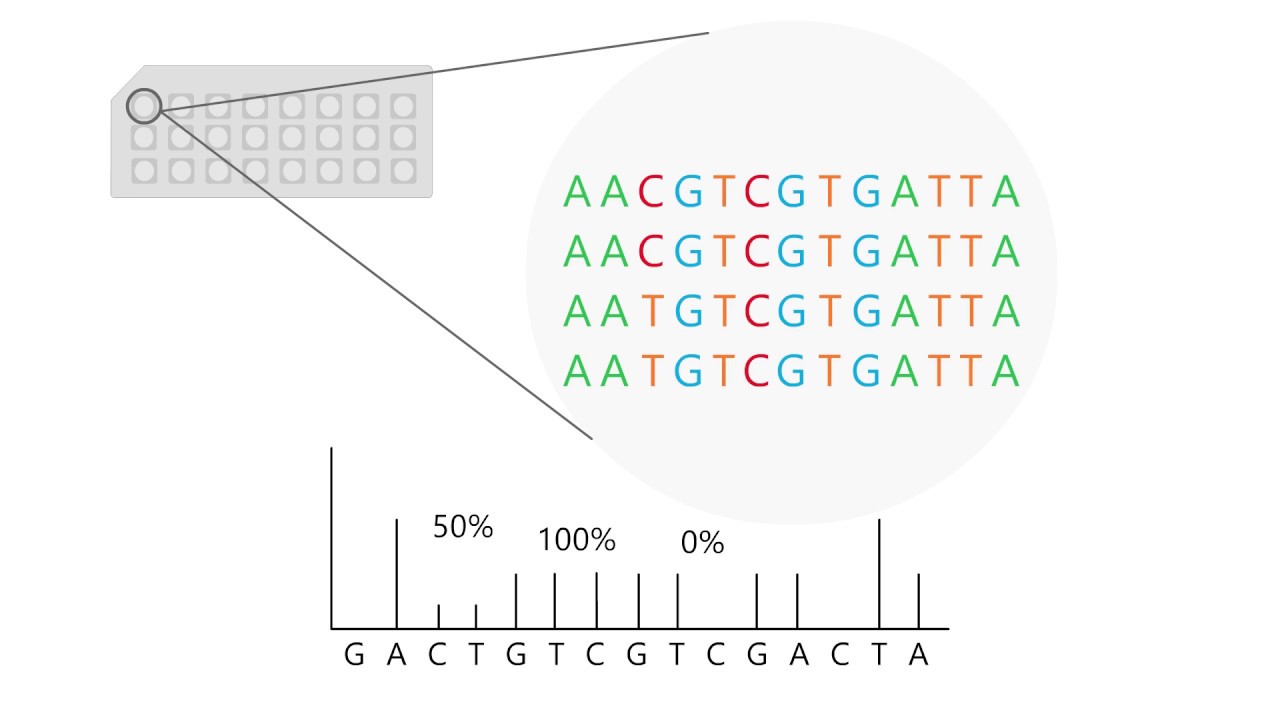 Pyrosequencing: how to interpret results - YouTube