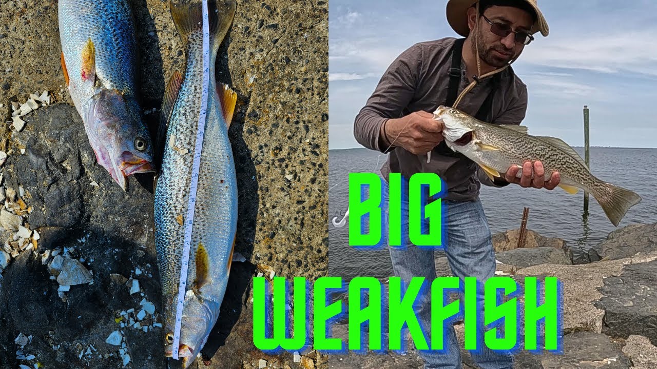Pesca de weakfish o trucha de mar - YouTube