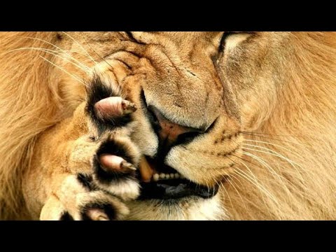 Power of lion's paw swipe | Unleash the wild - YouTube