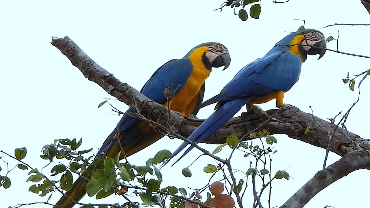 BLUE-AND-YELLOW MACAW couple (ARA-ARARAUNA), ARARA-CANINDÉ, ARA-ARAUNA ...