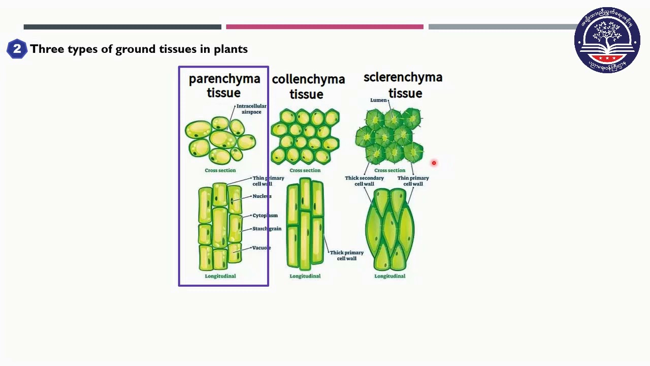 Grade 10 Bio, Chapter - 1, 1.3.4 B (Part 10) - YouTube