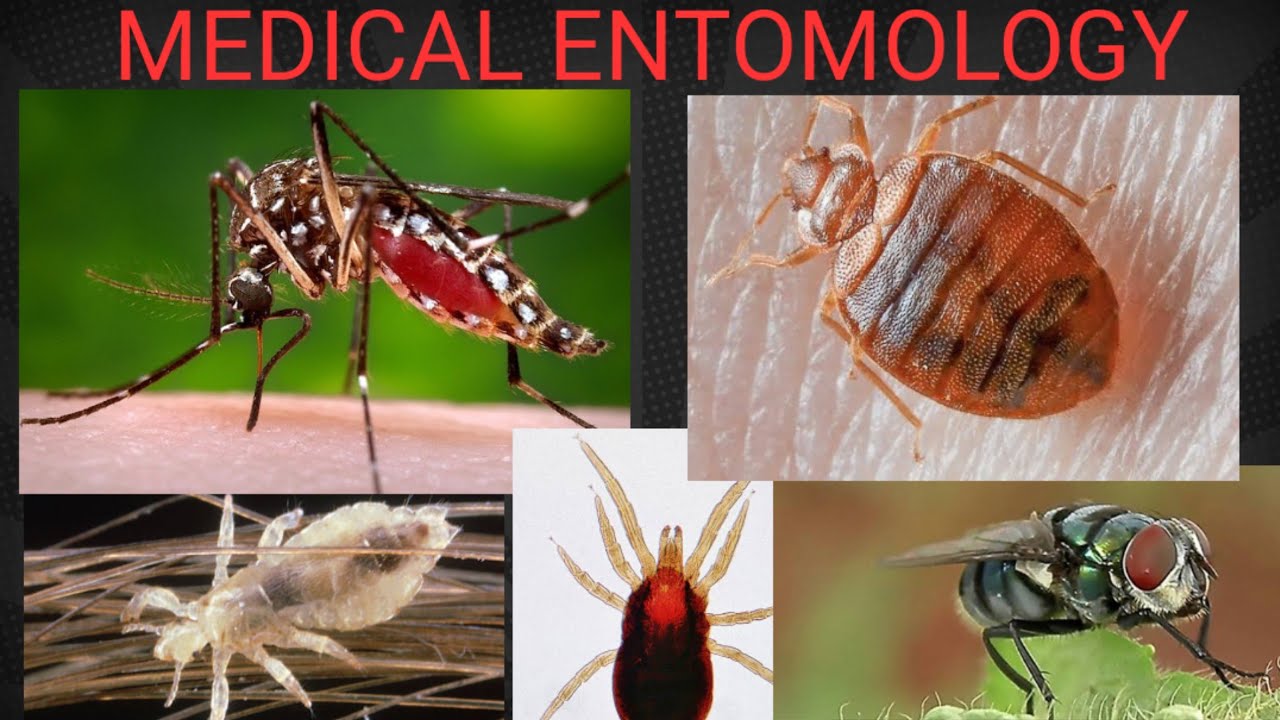 MEDICAL ENTOMOLOGY || एक वीडियो में जानिए मेडिकल कीट विज्ञान के बारे ...