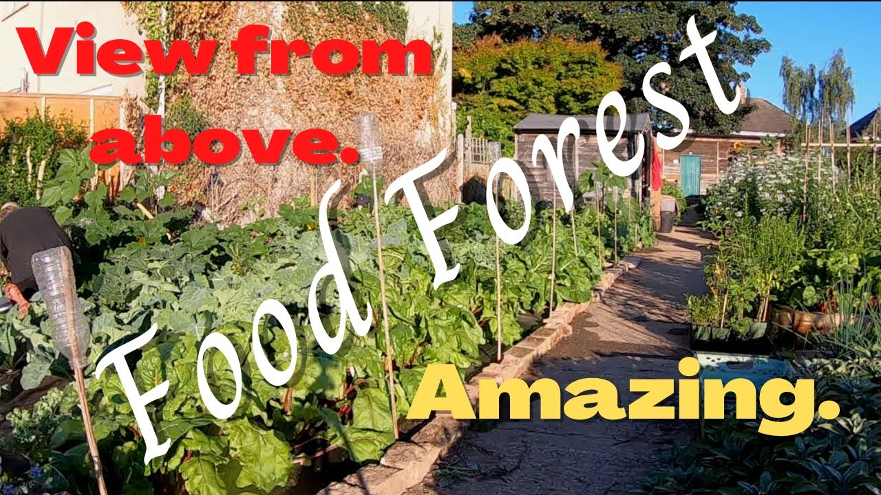 Allotment Food Forest. I fly my drone. Allotment supermarket. - YouTube