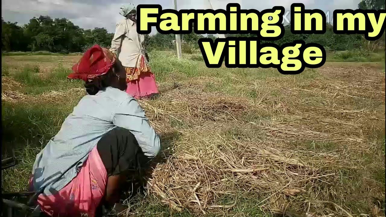 My village farming with my family "Mohan Weekend Vlogs.. - YouTube