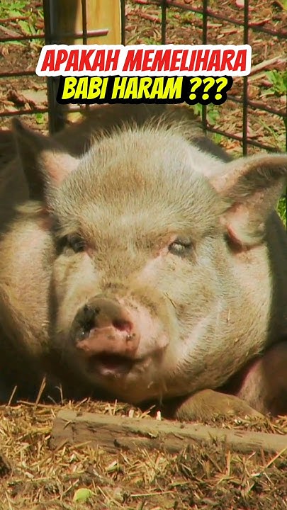 APAKAH MEMELIHARA BABI HARAM ??? - YouTube