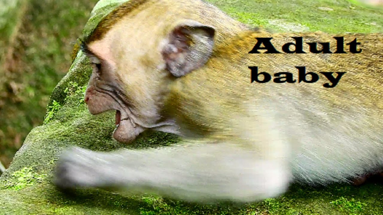 tricky big baby !! Adult baby crying loudly cos hungry milk, angry mum ...