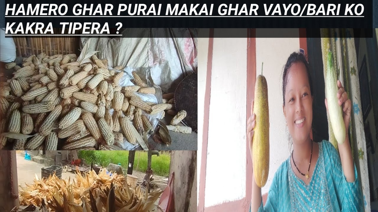 HAMERO GHAR PURAI MAKAI GHAR VAYO/BARI KO KAKRA TIPERA ? - YouTube