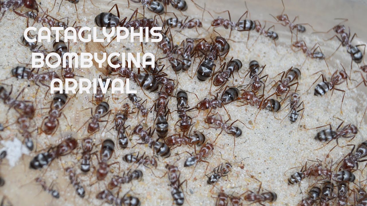 Cataglyphis bombycina (Saharan Silver Ants) - Arrival - YouTube