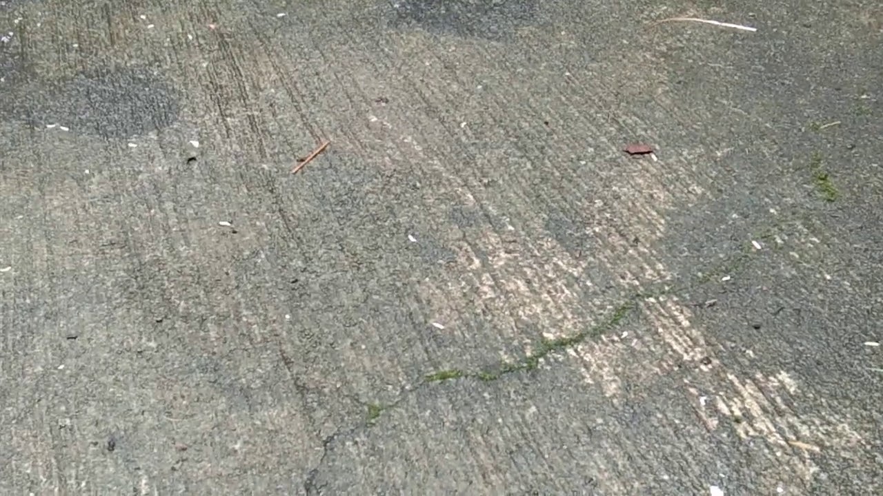 Crazy jumping maggots - YouTube