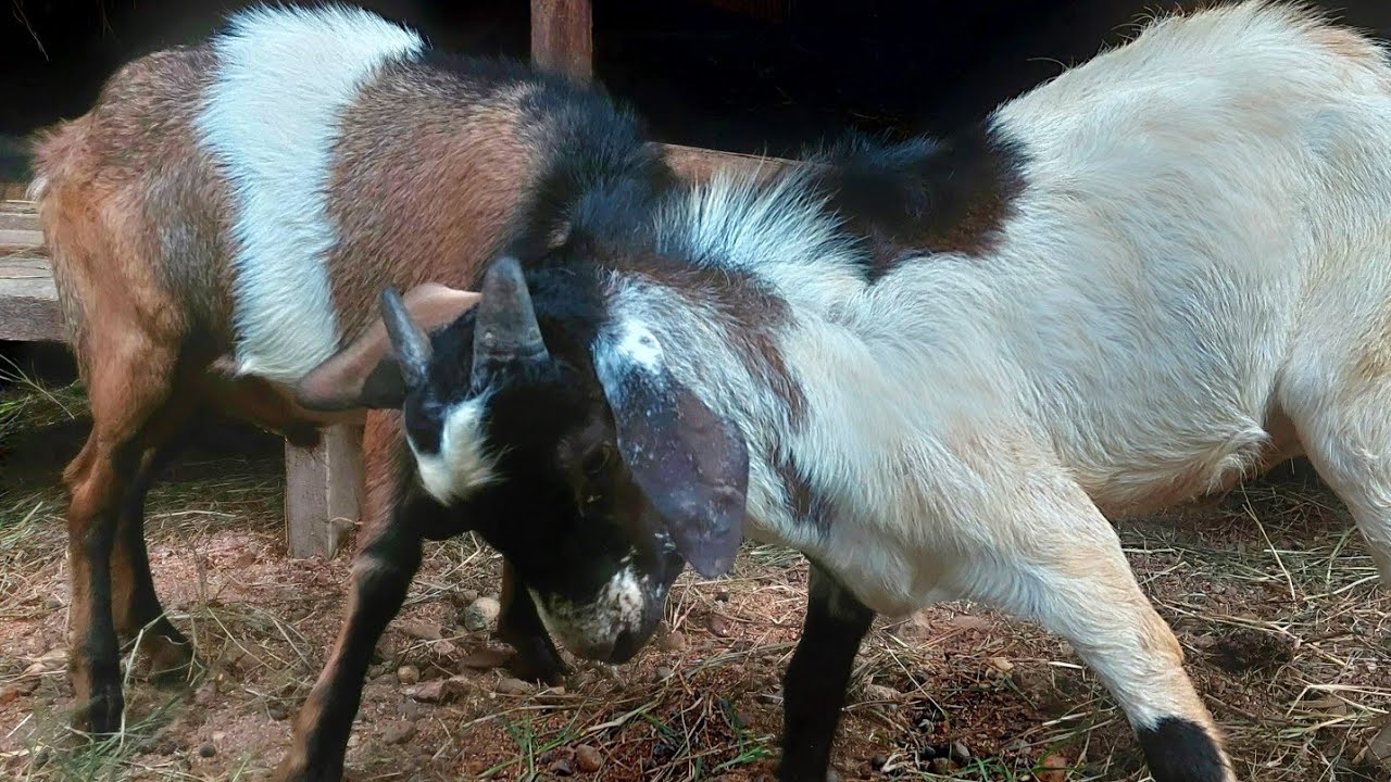 Goat Embek Embek Sound, Funny Goat Sound, Kambing Embek, Kelinci, Kura ...