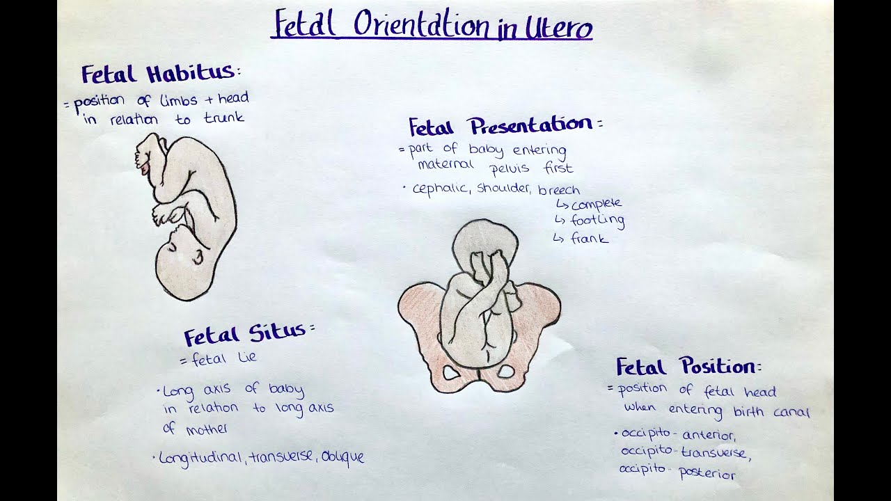 Fetal Orientation Habitus Situs Presentation Position YouTube Fetal Orientation Habitus Situs Presentation Position YouTube