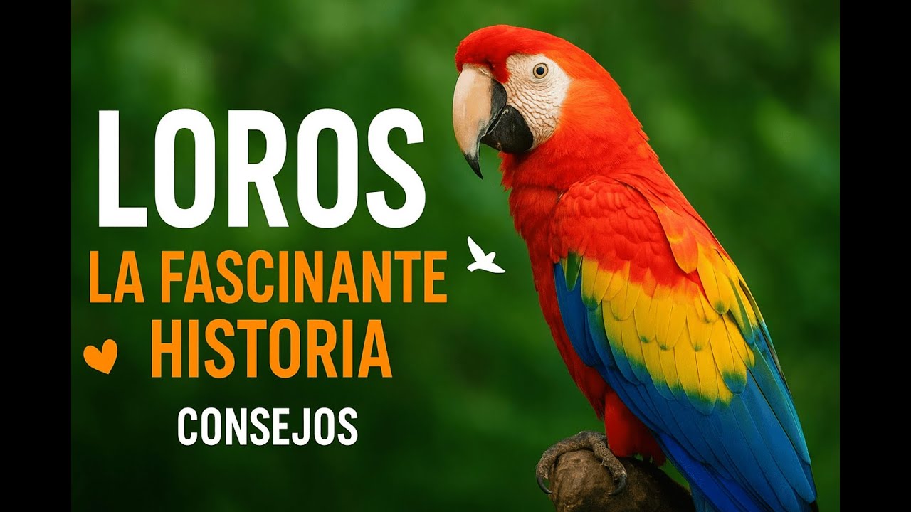 LOROS | La Fascinante Historia de estas Aves Inteligentes - YouTube