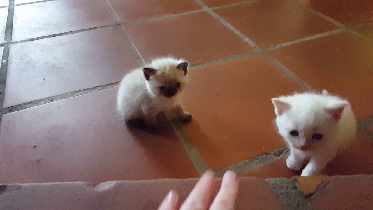 Kittens Persian Siamese Mix Haku Learns to Climb the Step! - YouTube