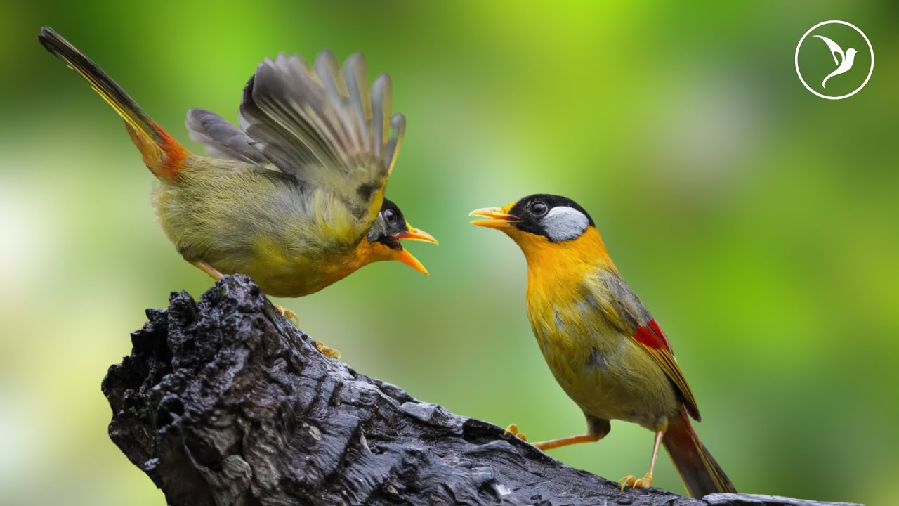 Beautiful Birds Sing Melodiously In The Morning: Relaxing Nature Sounds ...