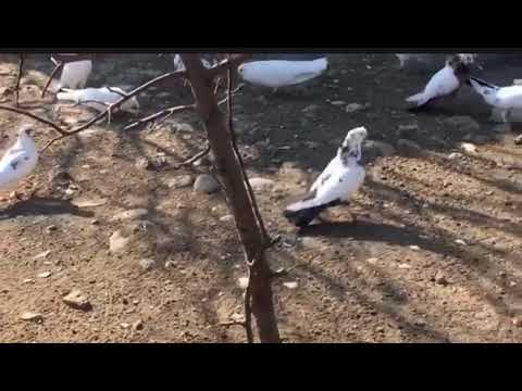 Ucus Goyercinleri.(Qoca canavar)