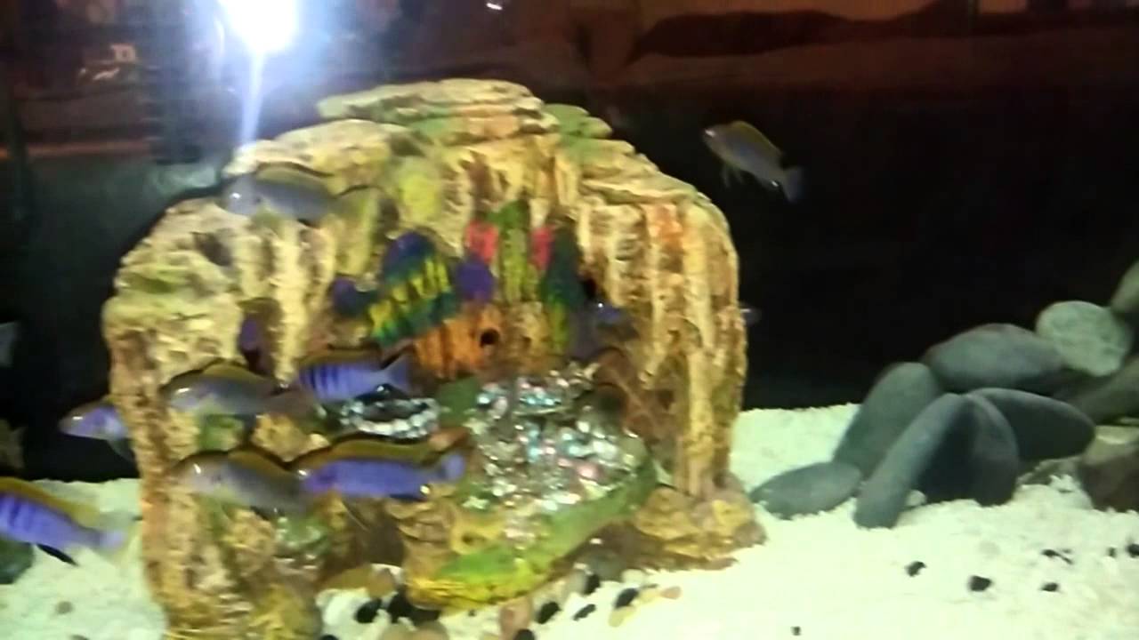 African cichlids mbuna hongi fri - YouTube