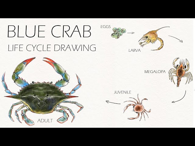 Life Cycle Of A Crab Life Cycle Of A Crab🦀 (not Scale Accurate)