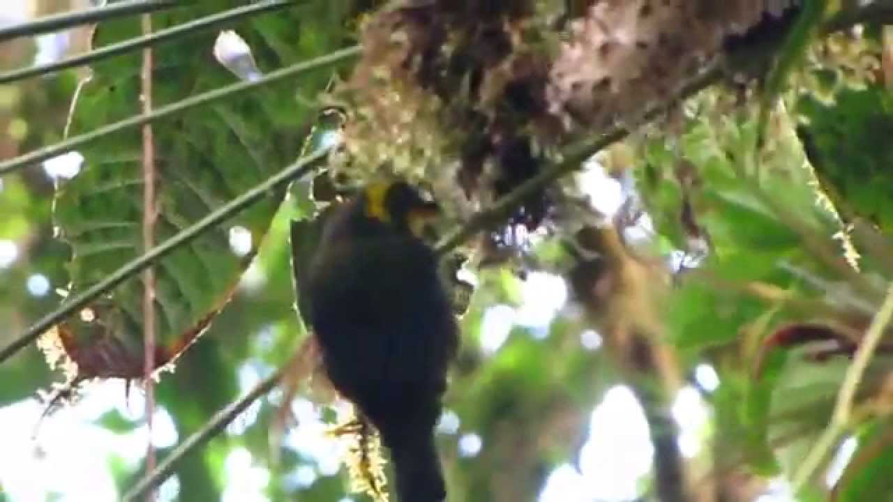 ENDEMIC - Gold-ringed Tanager - Bangsia aureocincta - Choco endemics ...