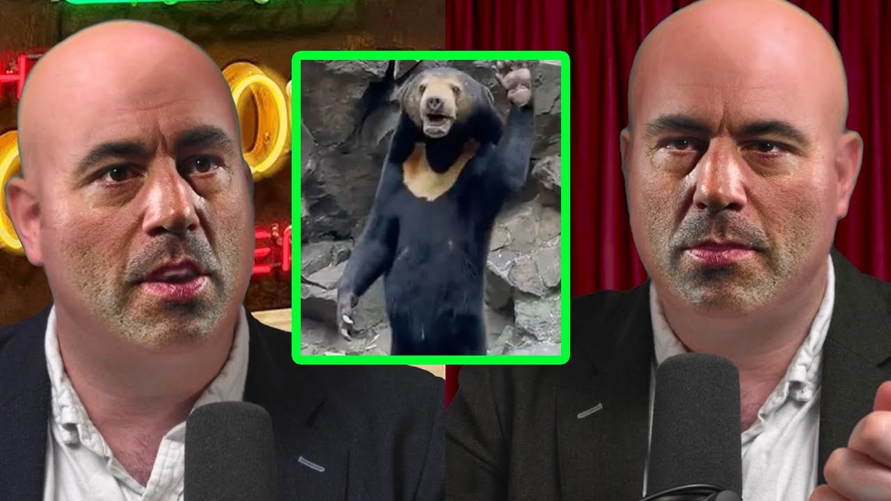 Joe Rogan Talks to Joe Rogan about Fake Chinese Bear Epidemic - YouTube