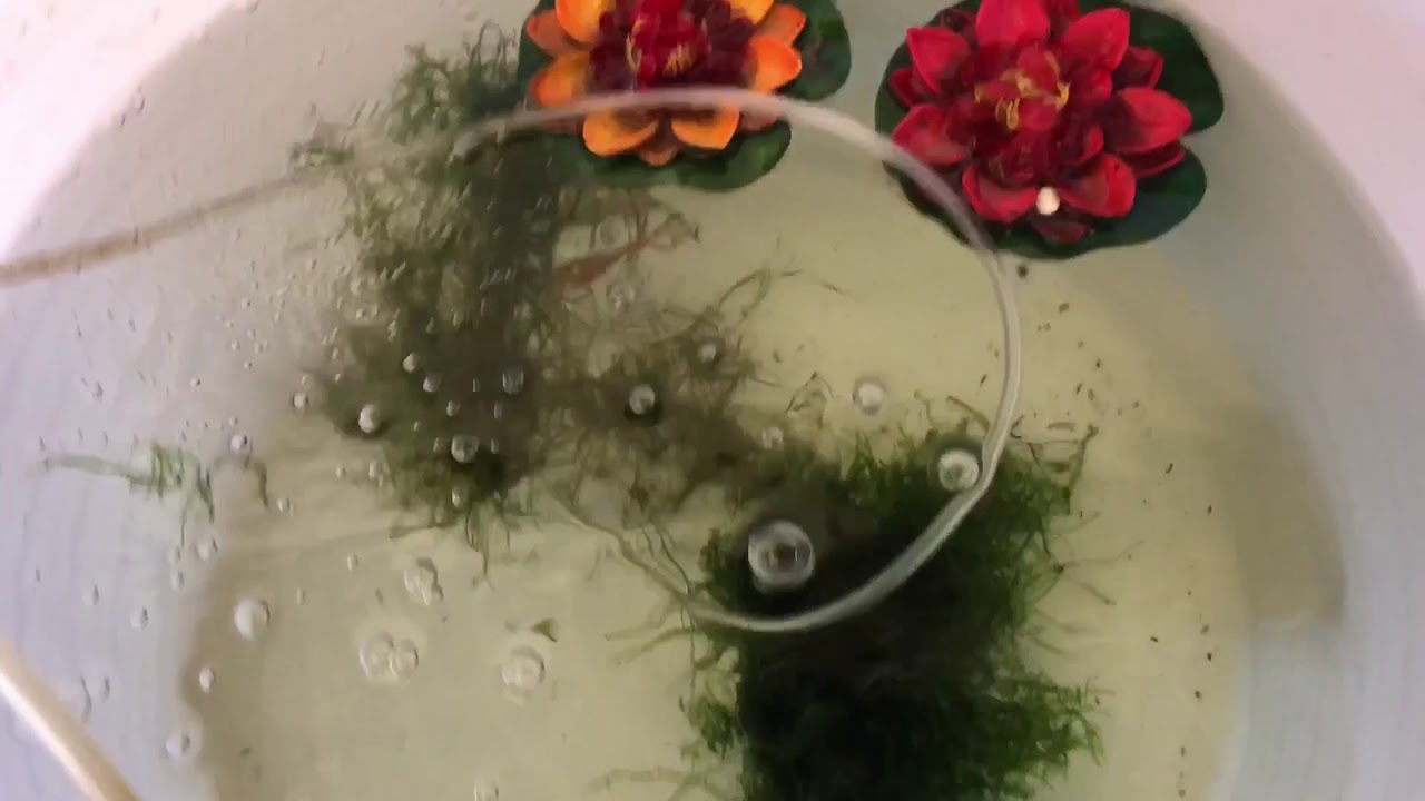 Fry tank set up! Fish tank updates - YouTube