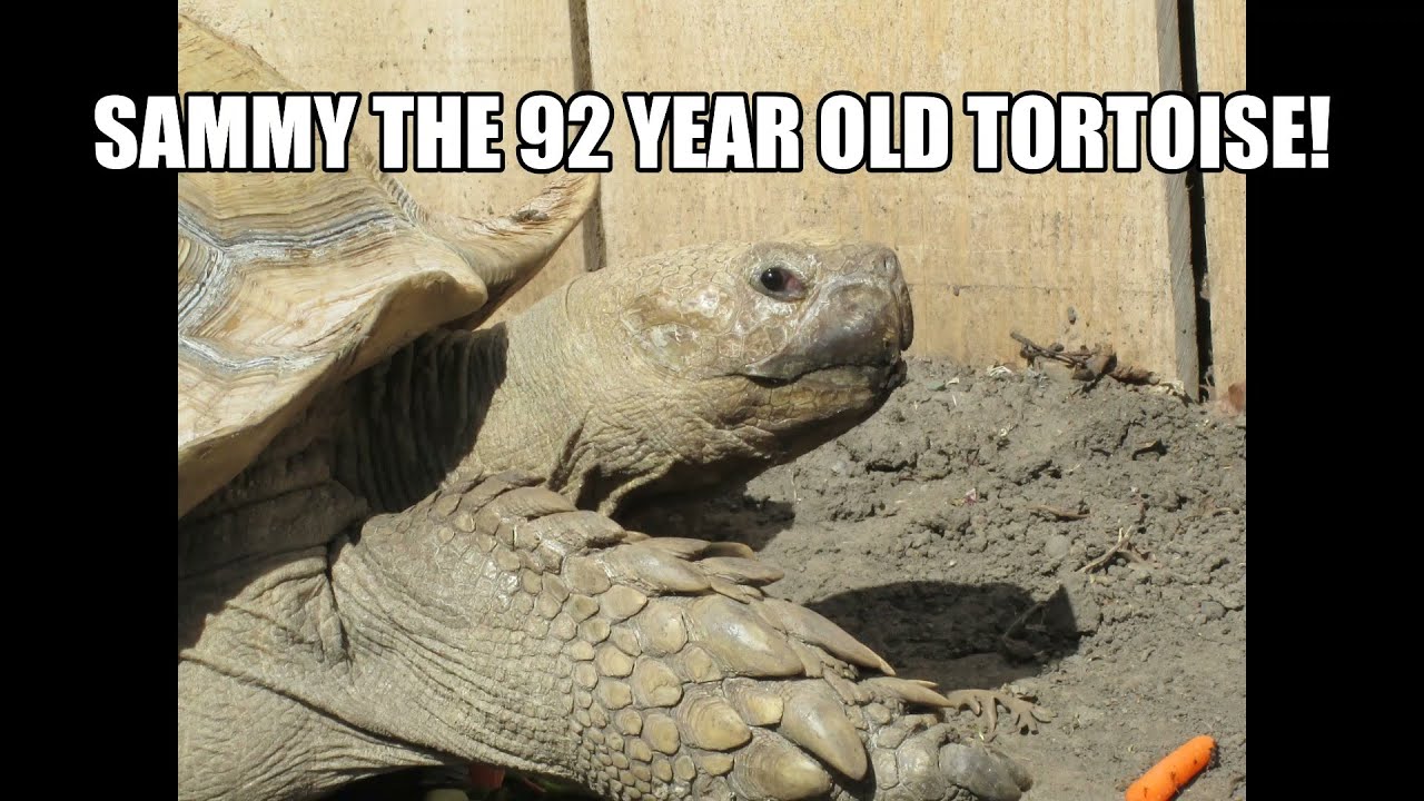 old Tortoise - YouTube
