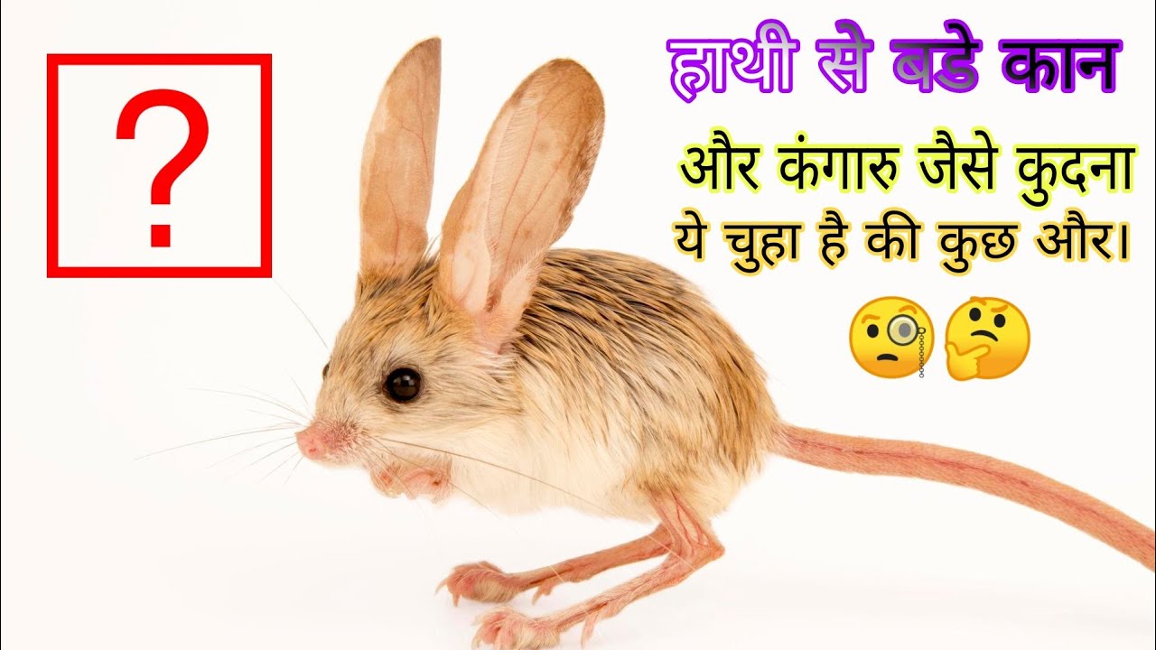 JERBOA - Hopping Desert Rodent, Cute But Deadly - YouTube