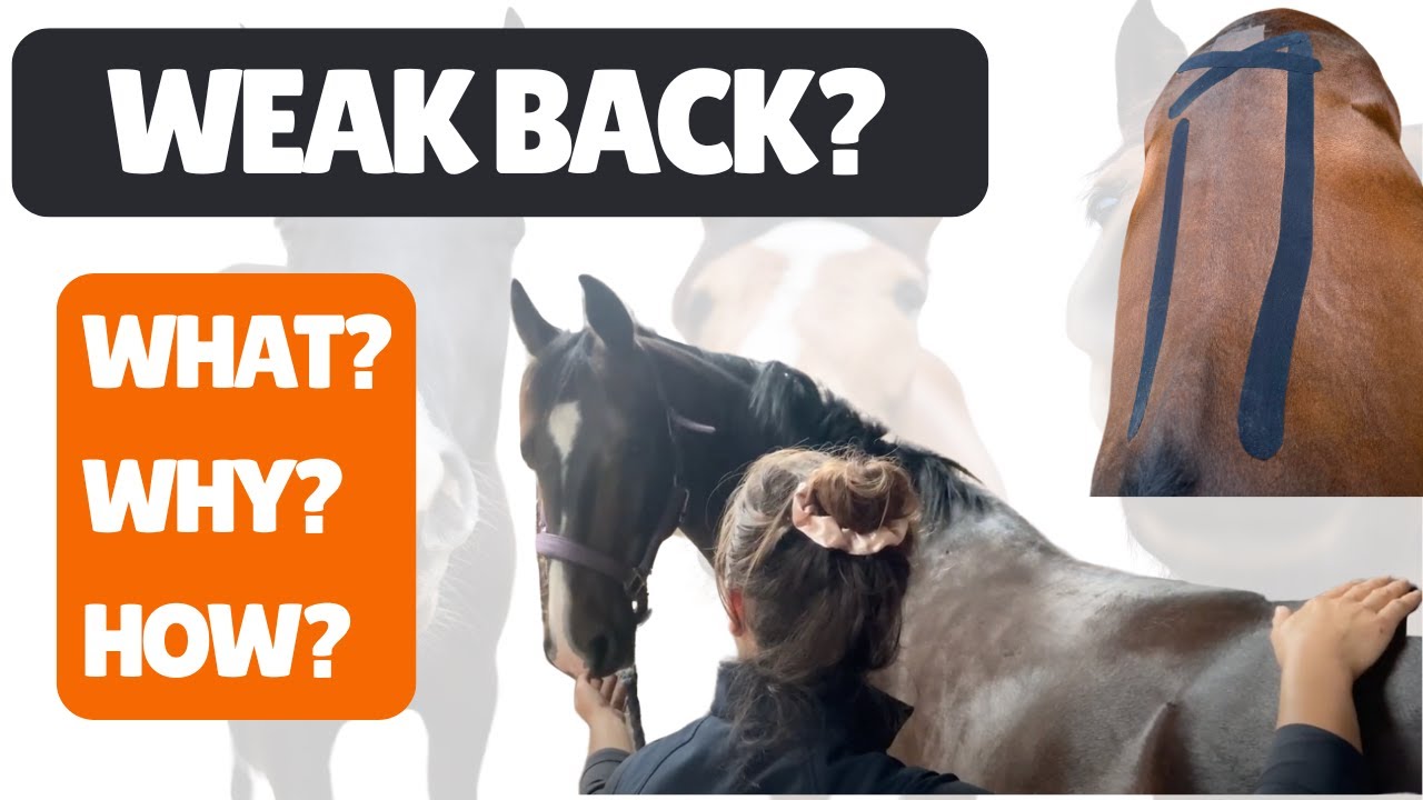 Horse weak back: how to improve a weak back - YouTube