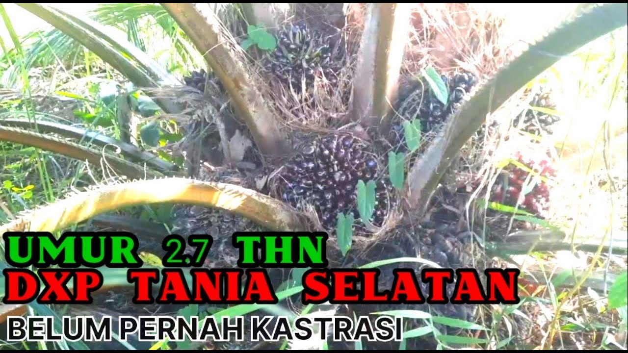 Bibit Sawit Tania Selatan Umur Dua Tahun Tujuh Bulan Tampa Kastrasi DxP ...