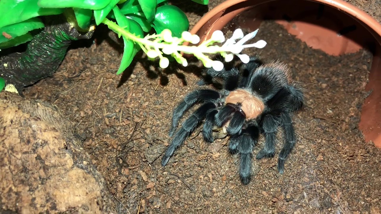 🕷 TARANTULA FEEDING WITH HAPPY DANCE 🎵 🎶 ️ - YouTube