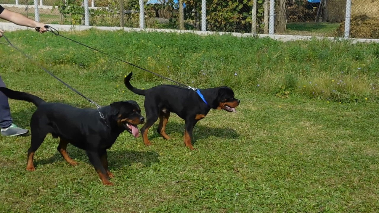 Rottweiler MR KENZO Vom Beni 5.5 months and CH FRENKI Ti en men - YouTube